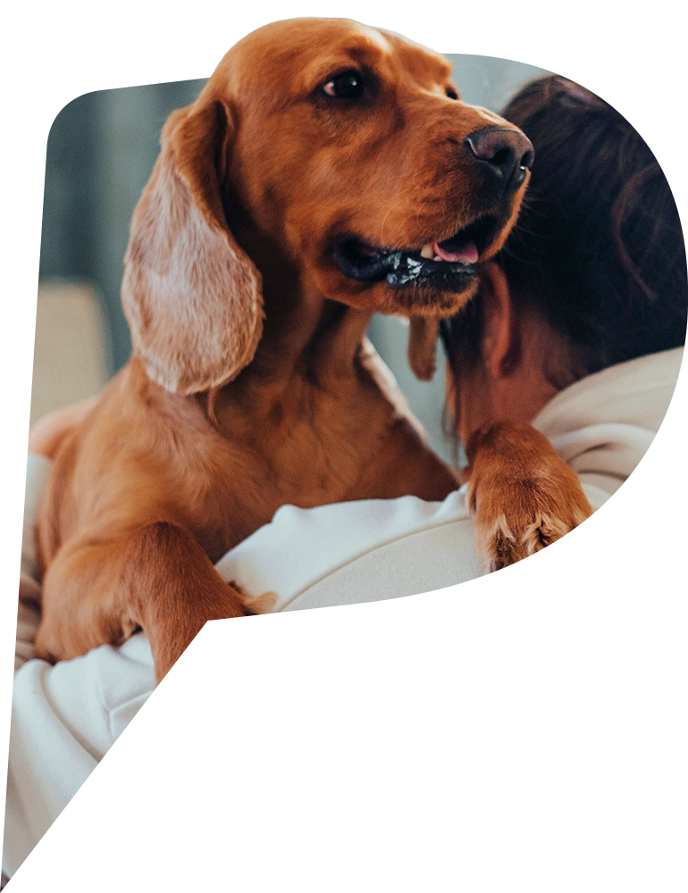 Pet Insurance For Dogs & Cats - We Speak Pet | Perfect Pet