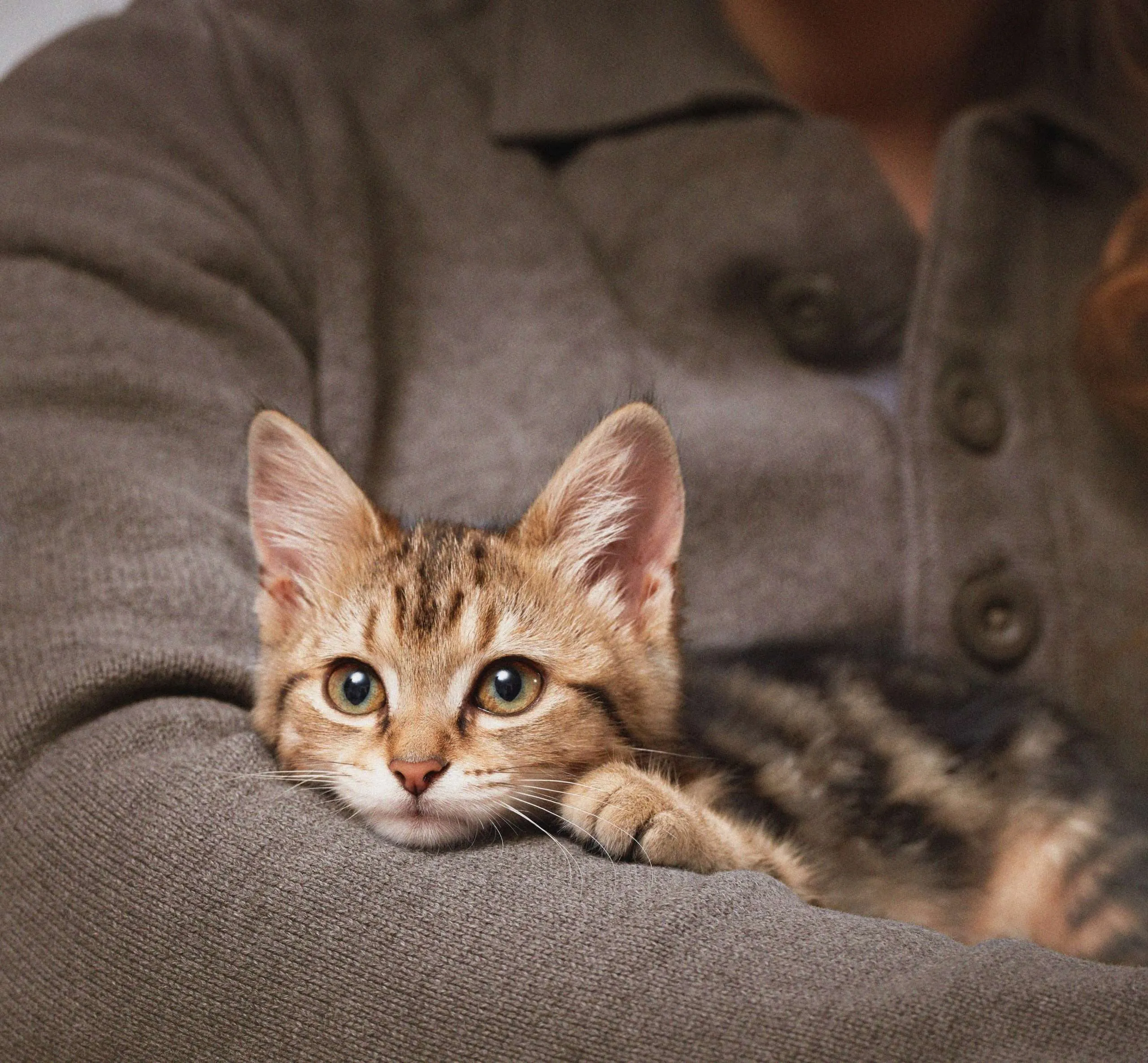 Pet Insurance For Dogs & Cats - We Speak Pet | Perfect Pet