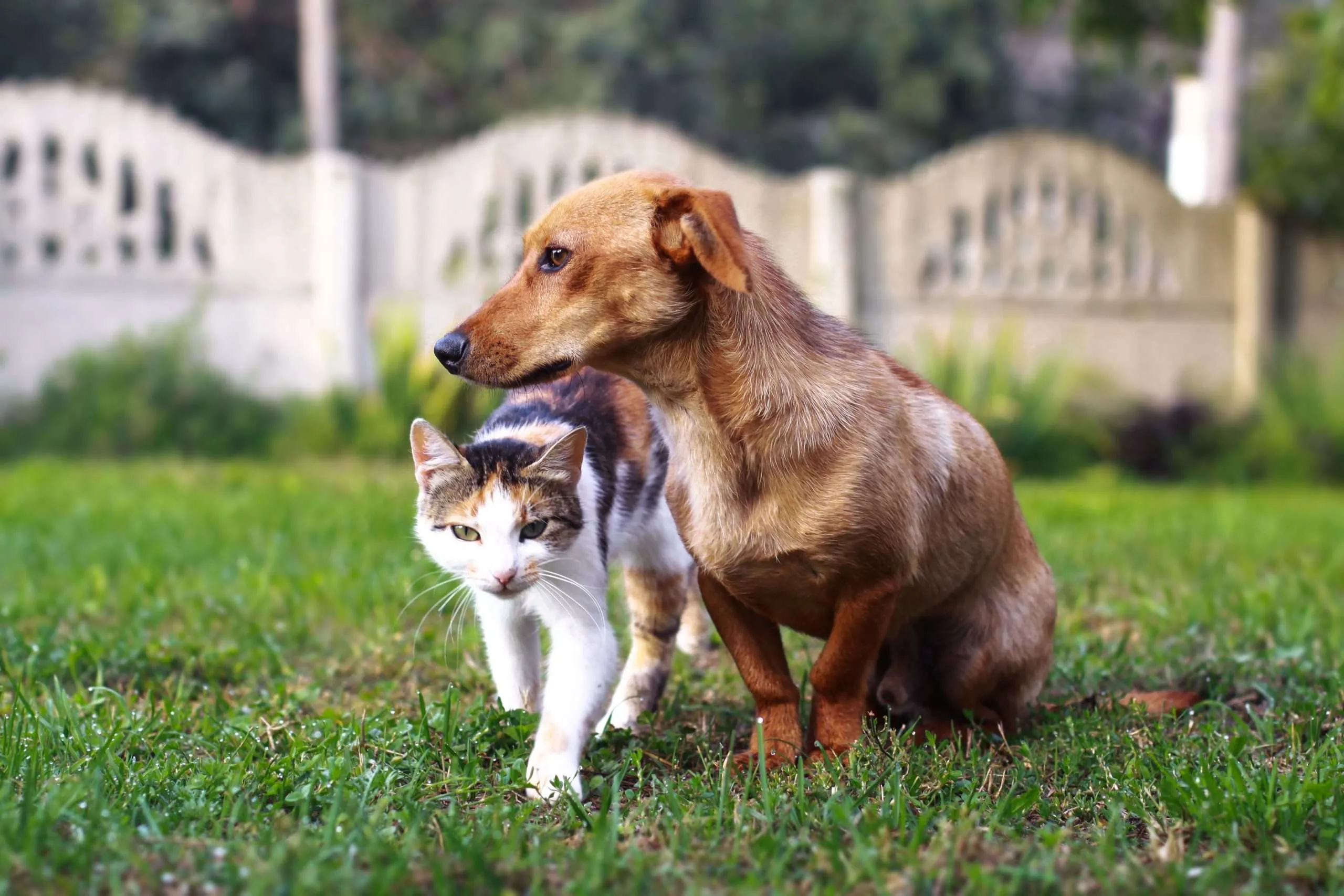 Pet Insurance For Dogs & Cats - We Speak Pet | Perfect Pet